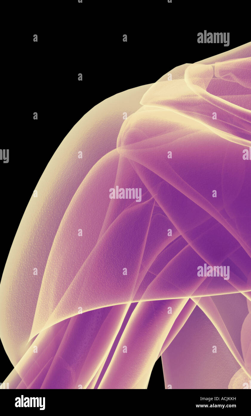 Shoulder muscles anatomy hi-res stock photography and images - Alamy