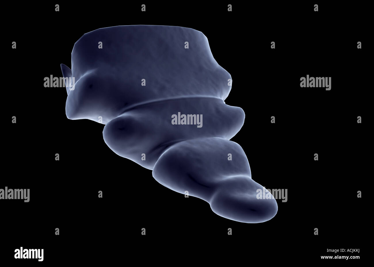 The tail bone Stock Photo - Alamy