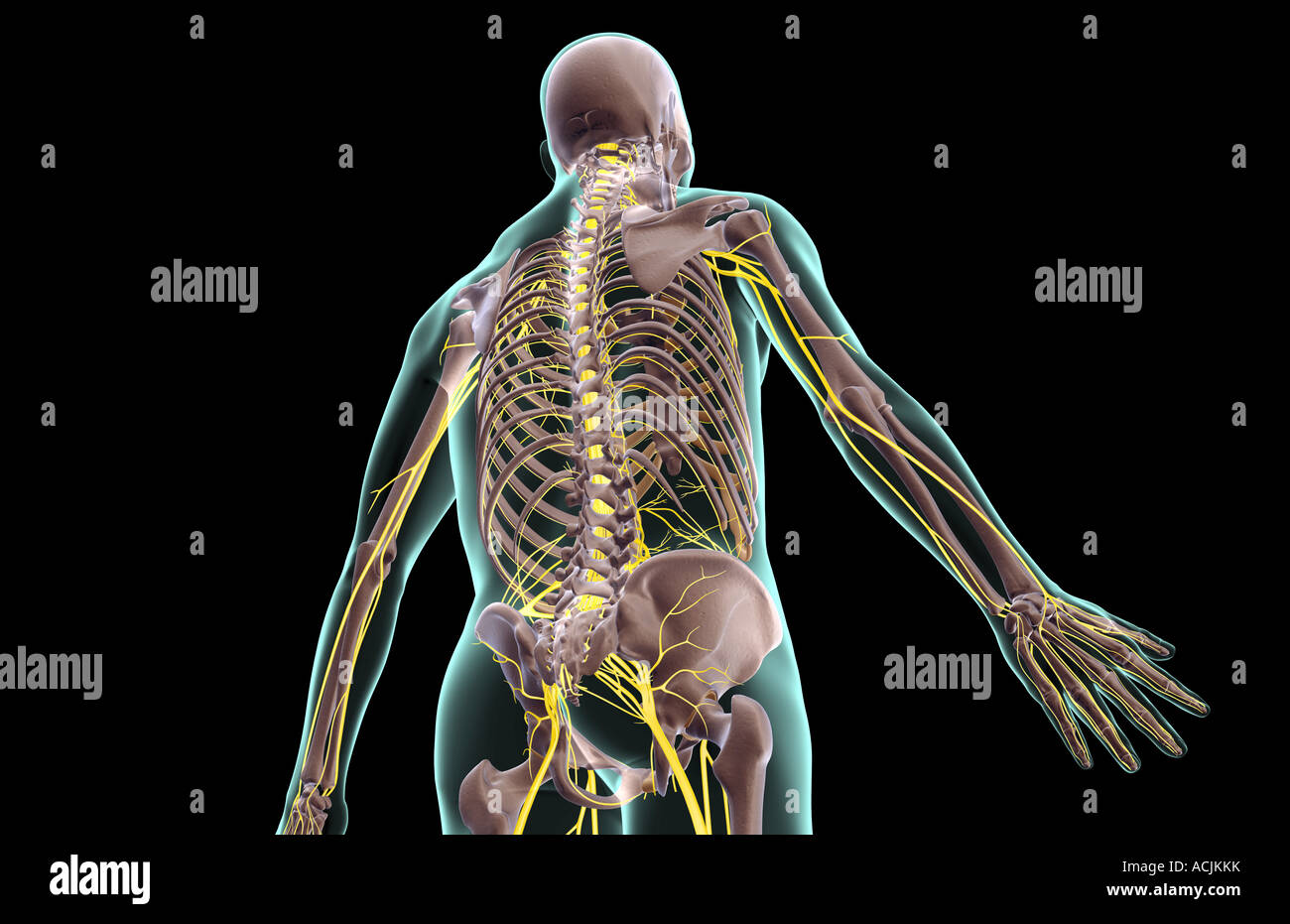 The nerves of the upper body Stock Photo - Alamy