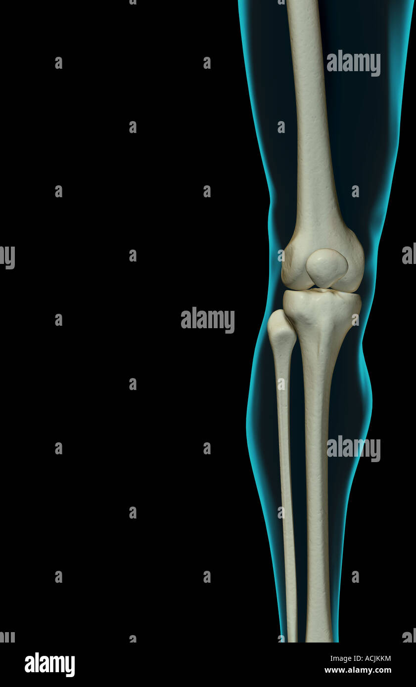 The bones of the knee Stock Photo - Alamy