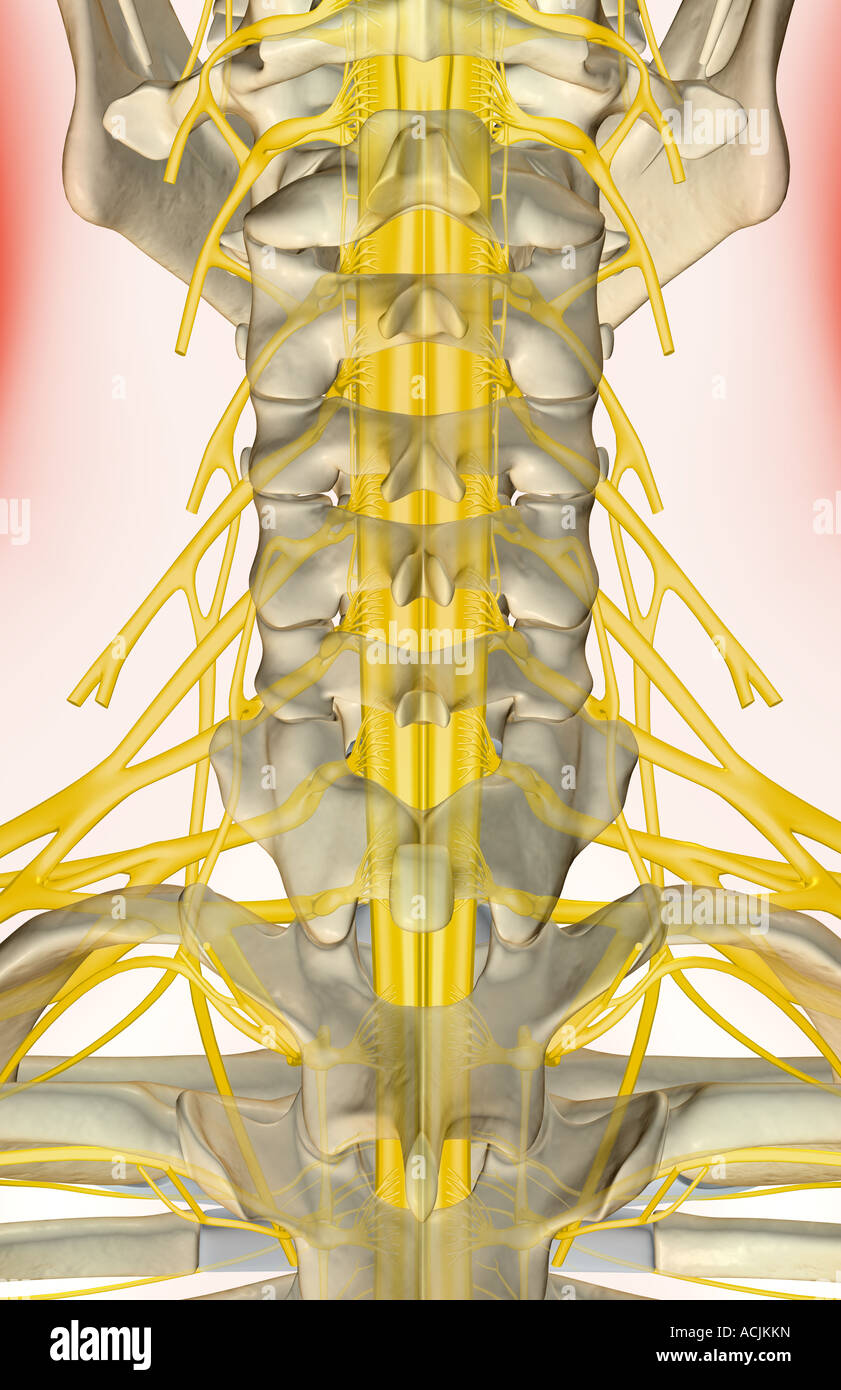 The nerves of the neck Stock Photo - Alamy