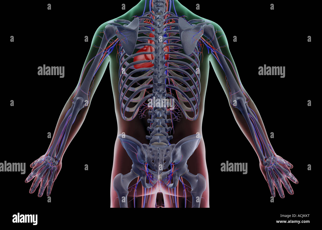 The blood supply of the trunk Stock Photo - Alamy