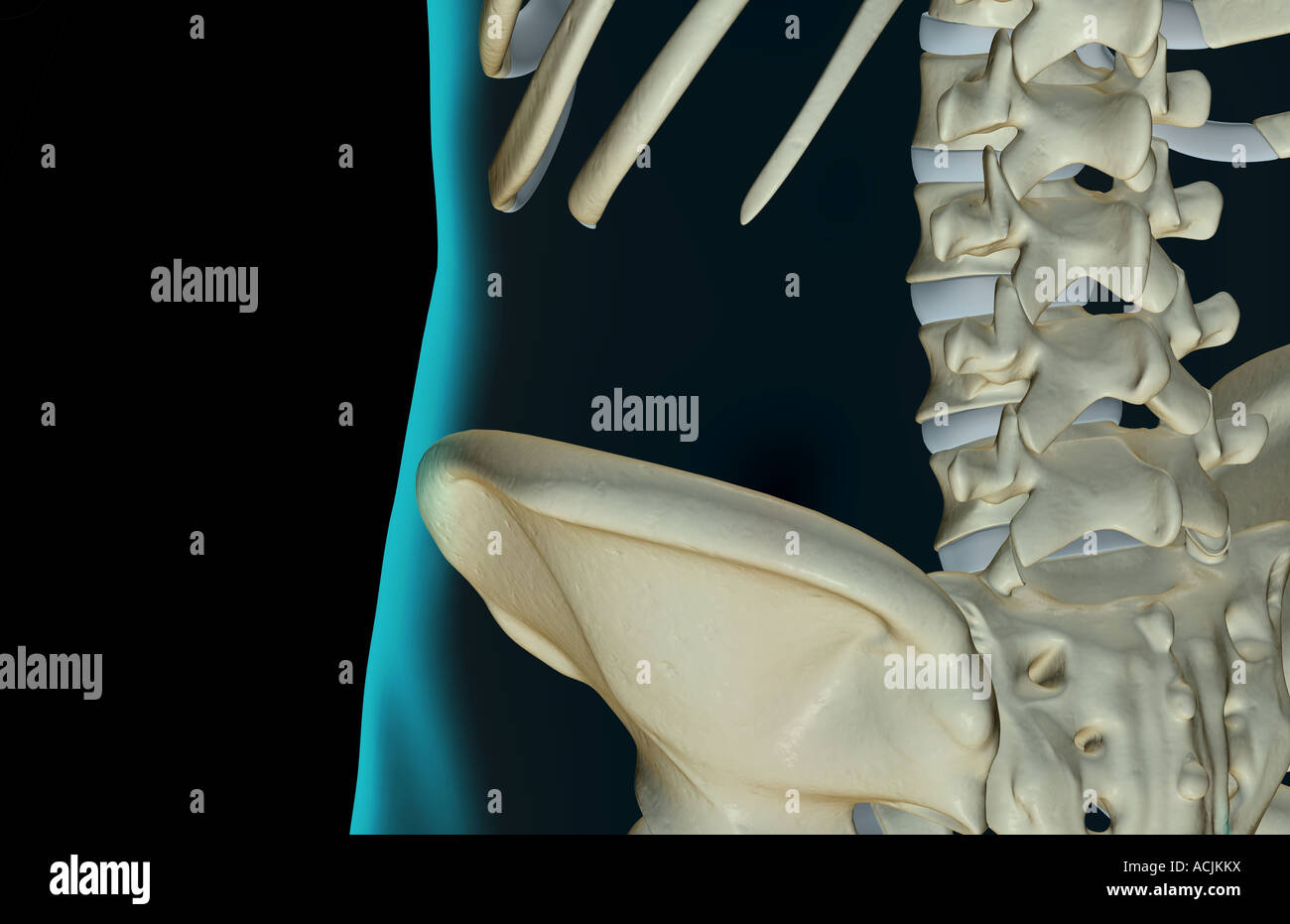 The bones of the lower back Stock Photo - Alamy