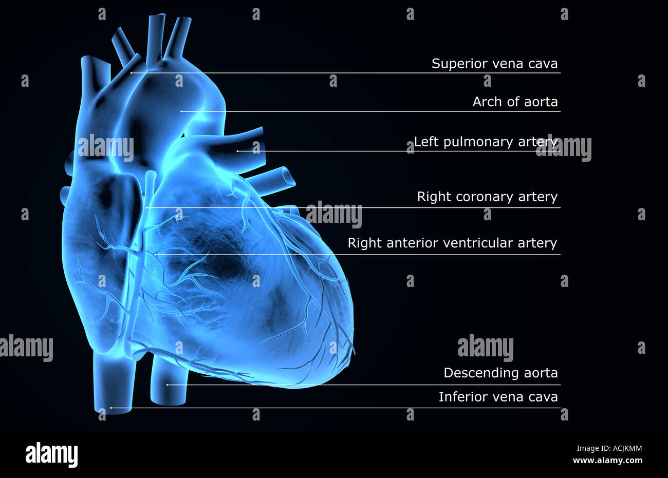 Coronary sulcus hi-res stock photography and images - Alamy