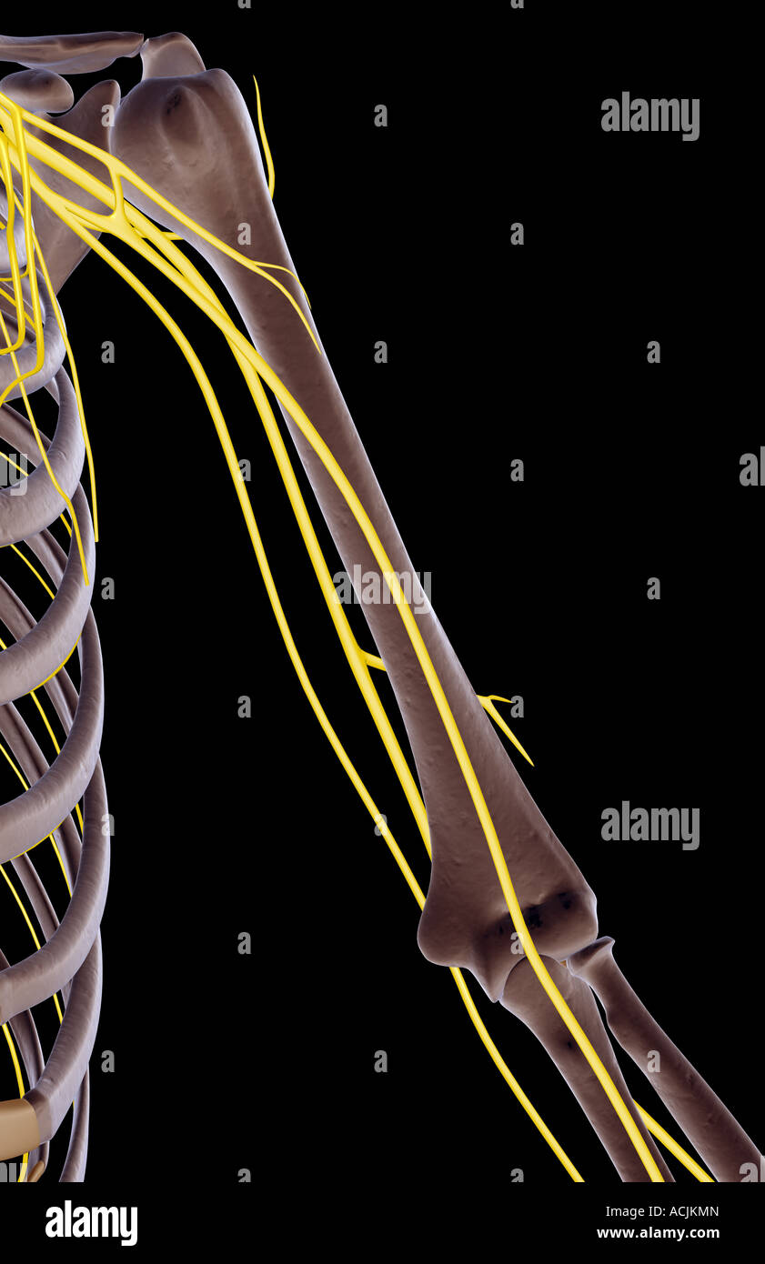 Nerves arm hi-res stock photography and images - Alamy