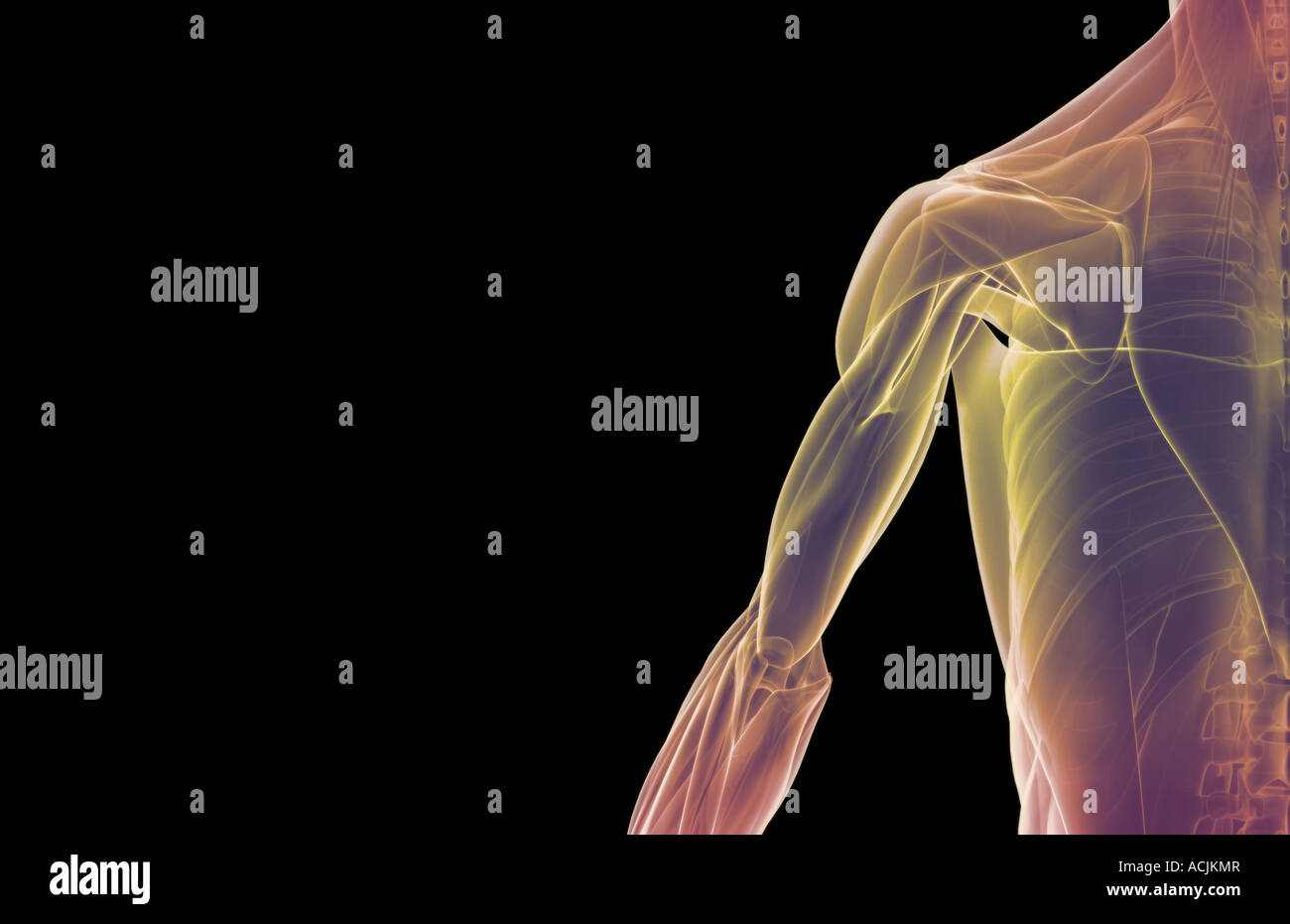 Human Upper Arm Muscles High Resolution Stock Photography and Images ...