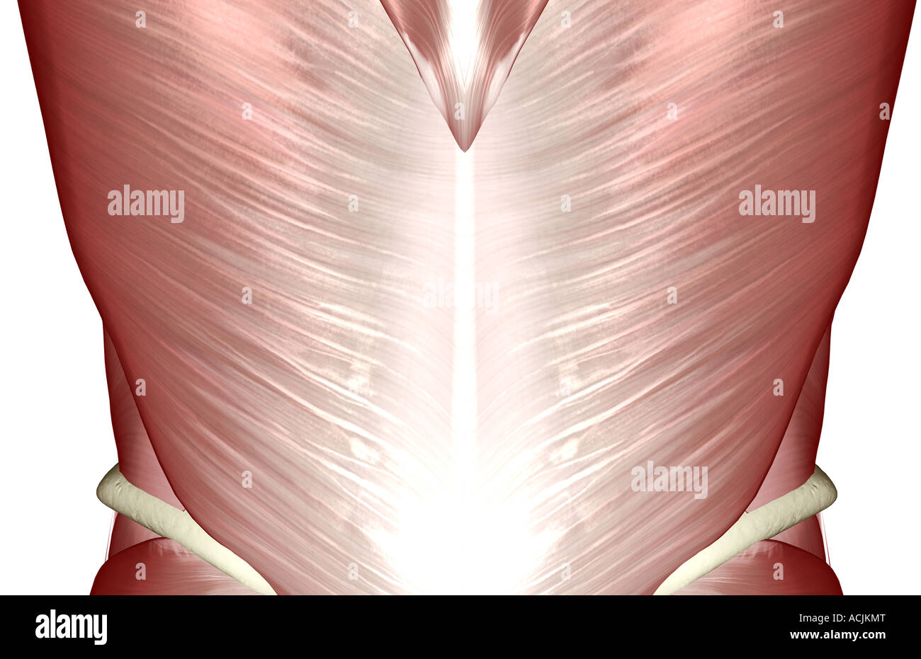 The muscles of the lower body Stock Photo - Alamy