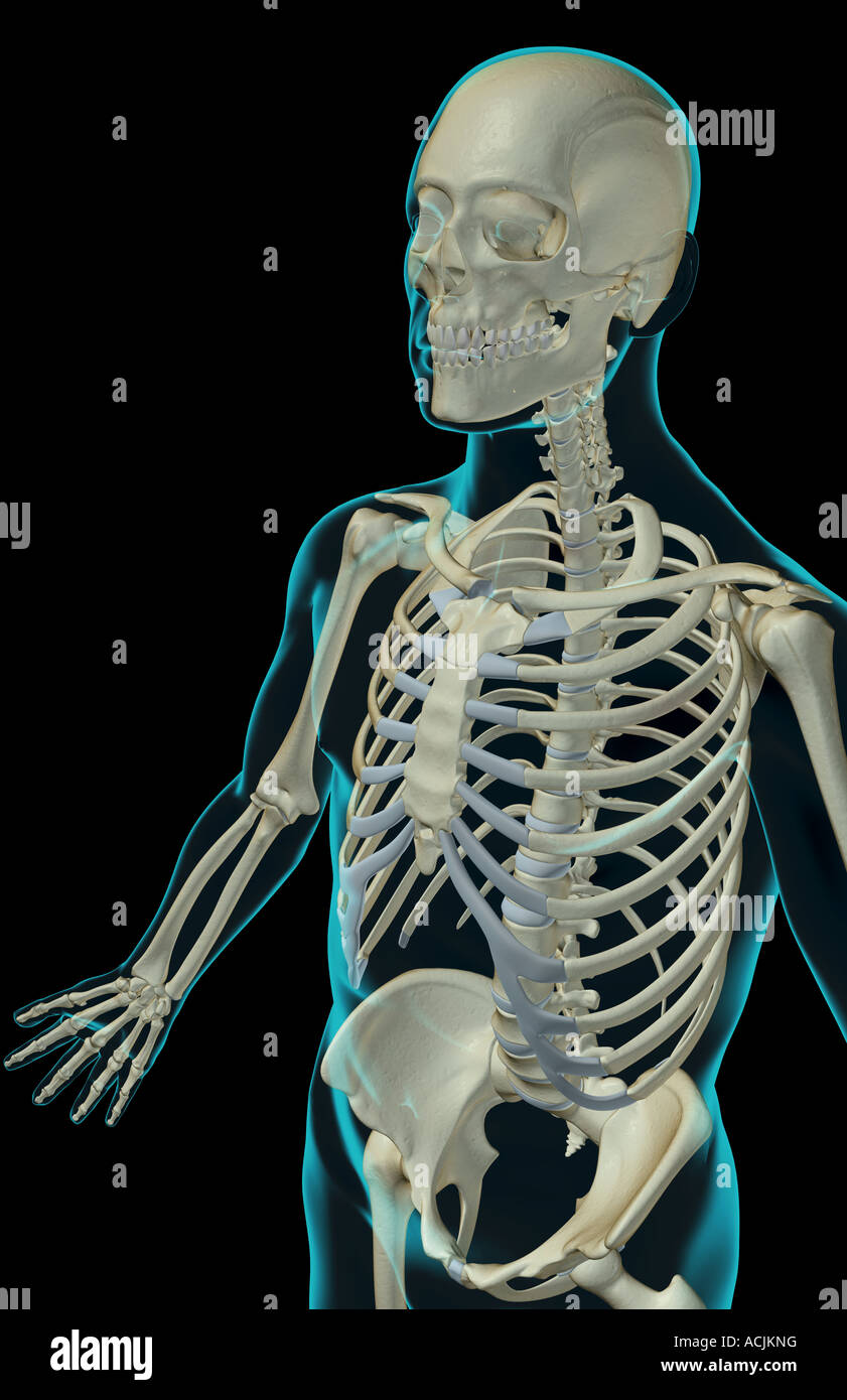 The bones of the upper body Stock Photo - Alamy