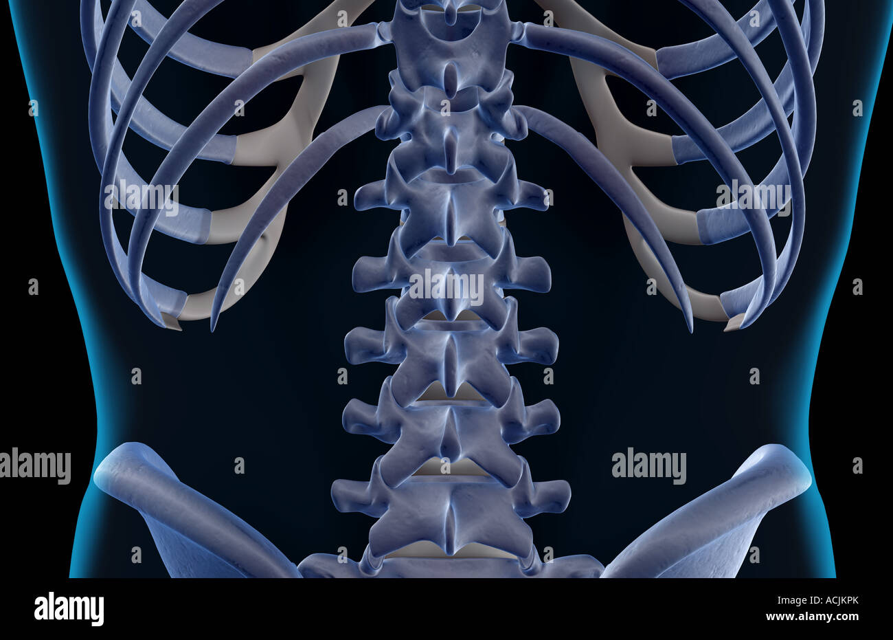 Bones lower back hi-res stock photography and images - Alamy