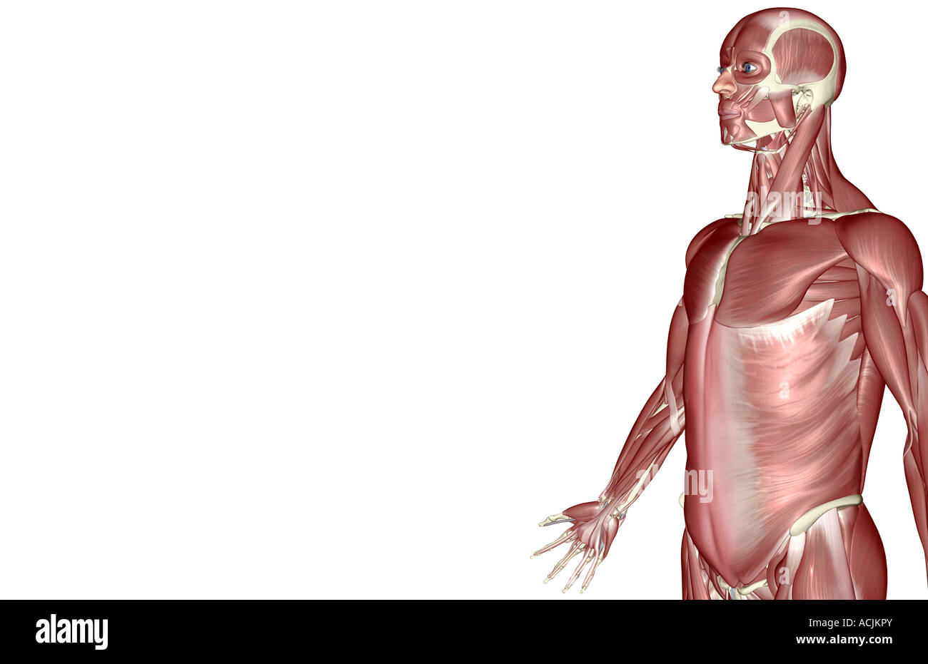 The muscles of the upper body Stock Photo - Alamy