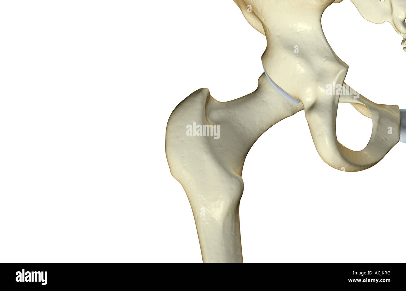 The bones of the hip Stock Photo - Alamy