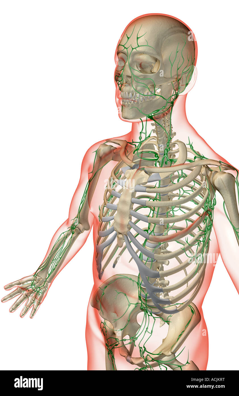 Pectoral lymph nodes hi-res stock photography and images - Alamy