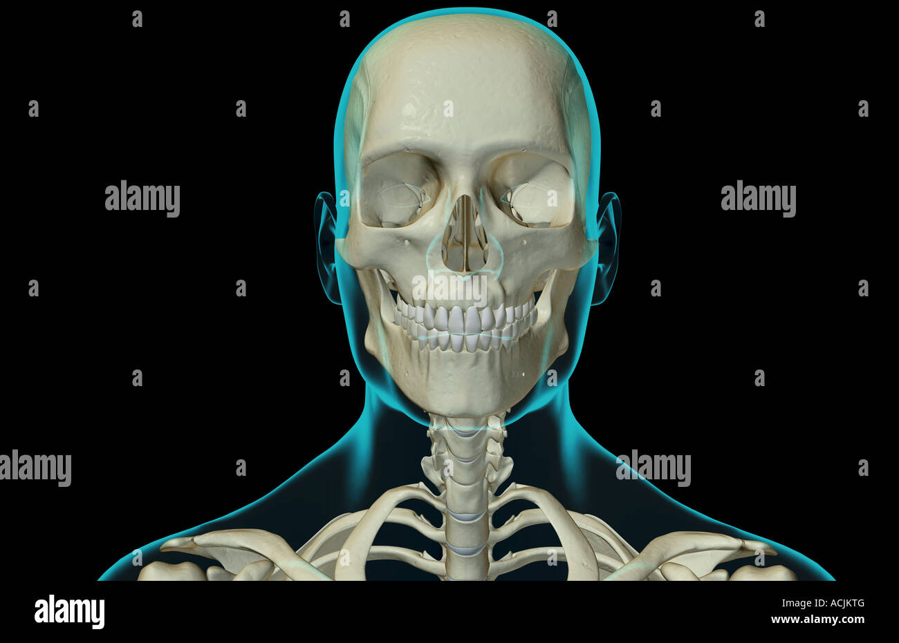 The bones of the head and neck Stock Photo - Alamy