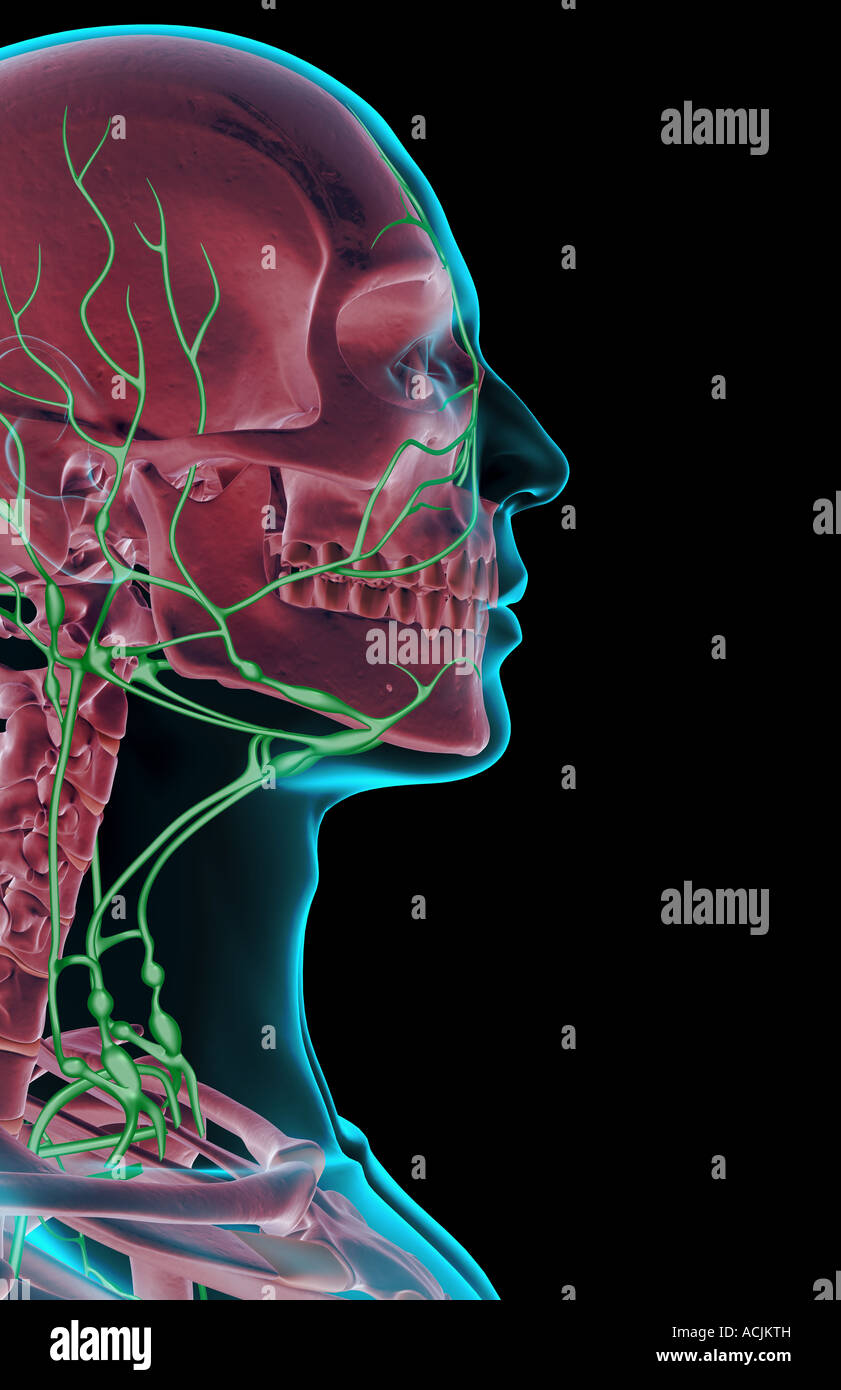 Lymph vessels face hi-res stock photography and images - Alamy