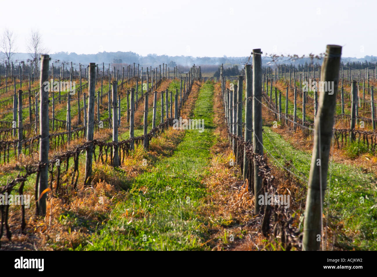 View over the vineyard with vines trained in Cordon Royat with wooden ...