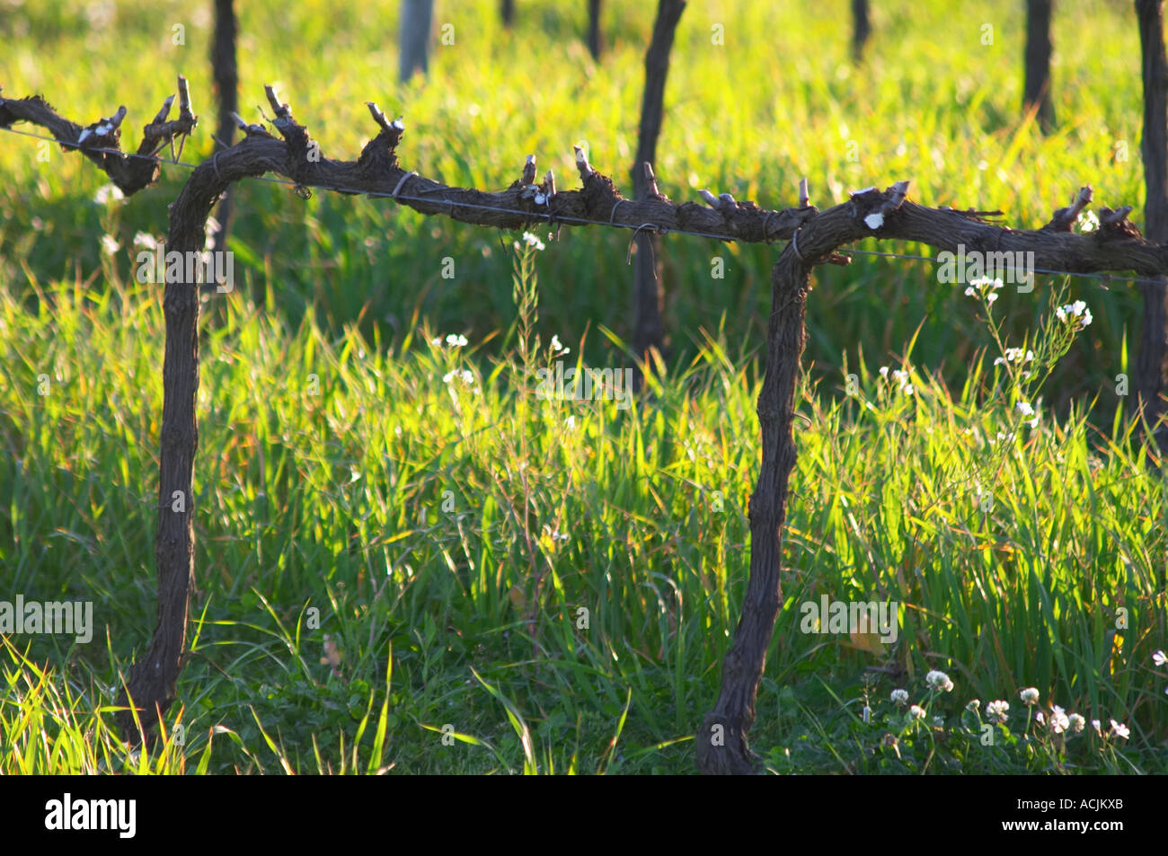 View over the vineyard at sunset. Vines trained in Cordon Royat, winter ...