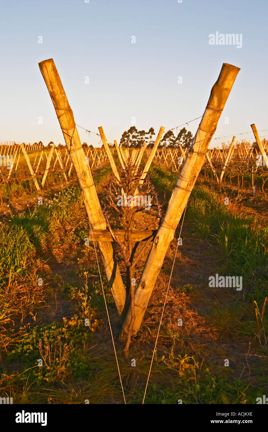 Lyre training hi-res stock photography and images - Alamy