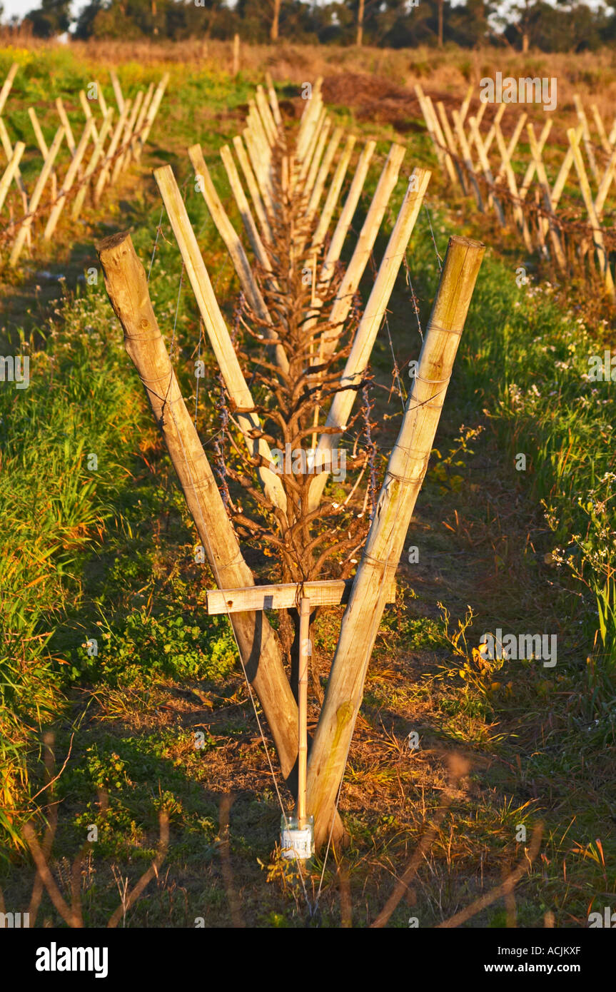 Lyre training hi-res stock photography and images - Alamy