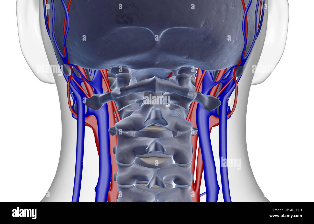 Jugular veins neck hi-res stock photography and images - Alamy