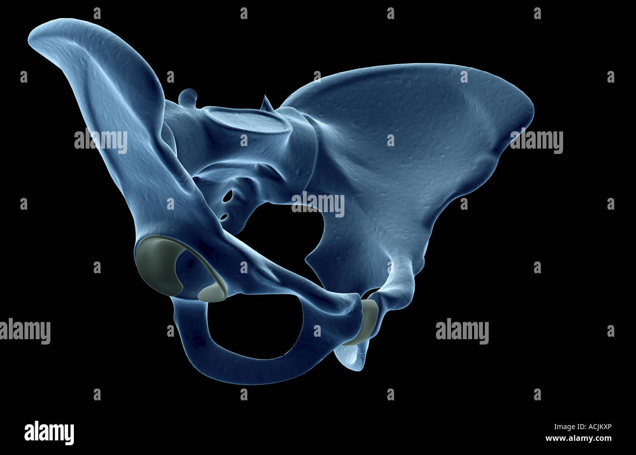 The bones of the hip Stock Photo - Alamy
