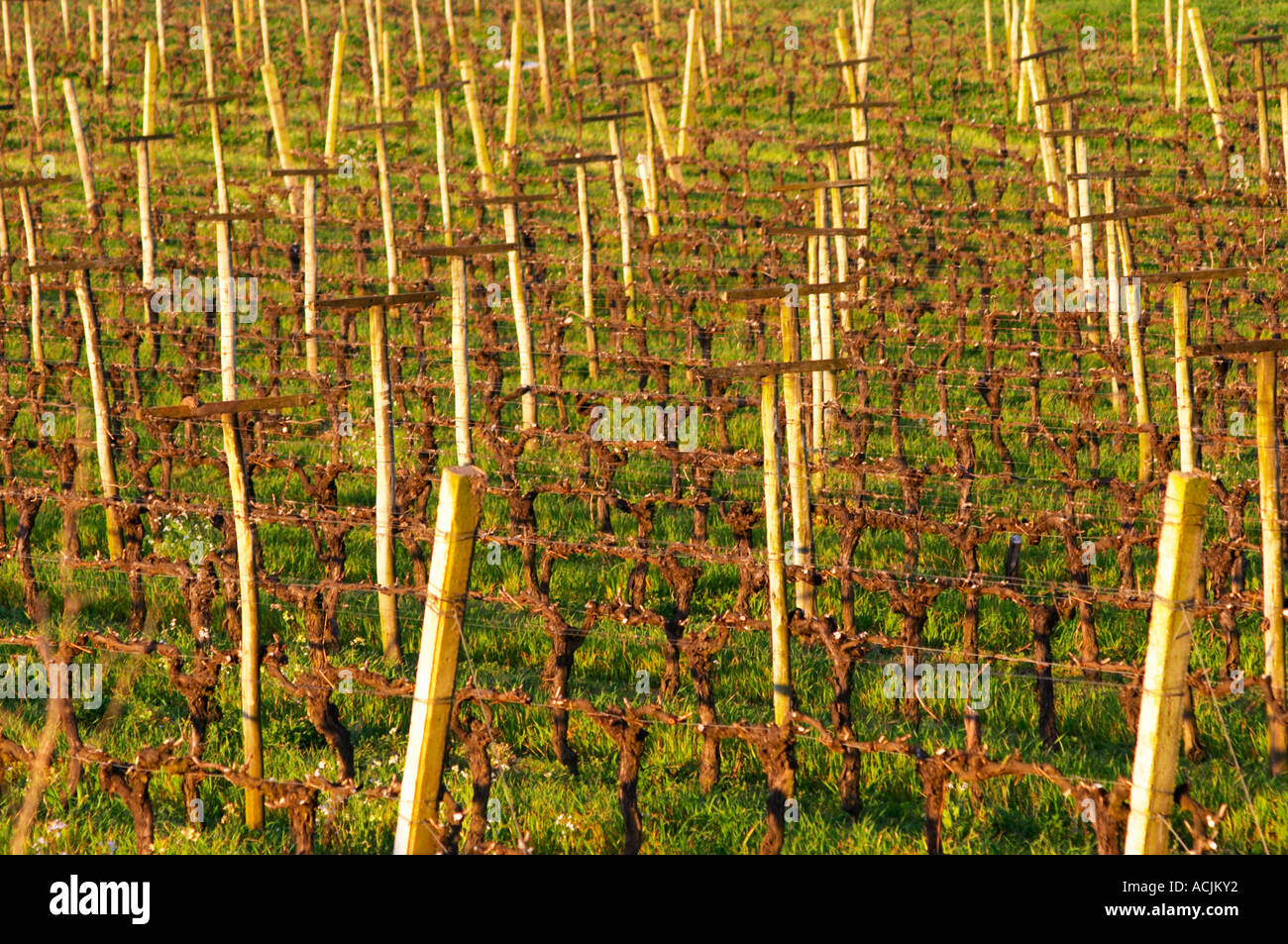 Cordon Royat Stock Photos & Cordon Royat Stock Images - Alamy