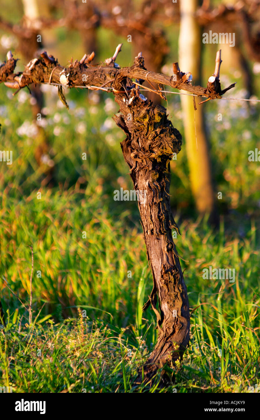 Cordon Royat High Resolution Stock Photography and Images - Alamy