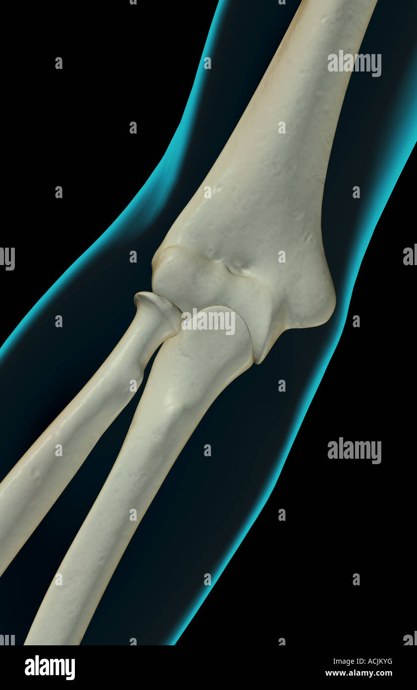 Lateral Condyle Stock Photos & Lateral Condyle Stock Images - Alamy