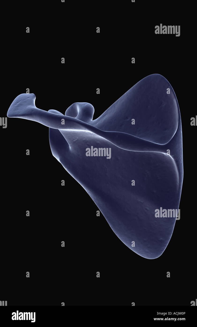 Structure of the scapula hi-res stock photography and images - Alamy