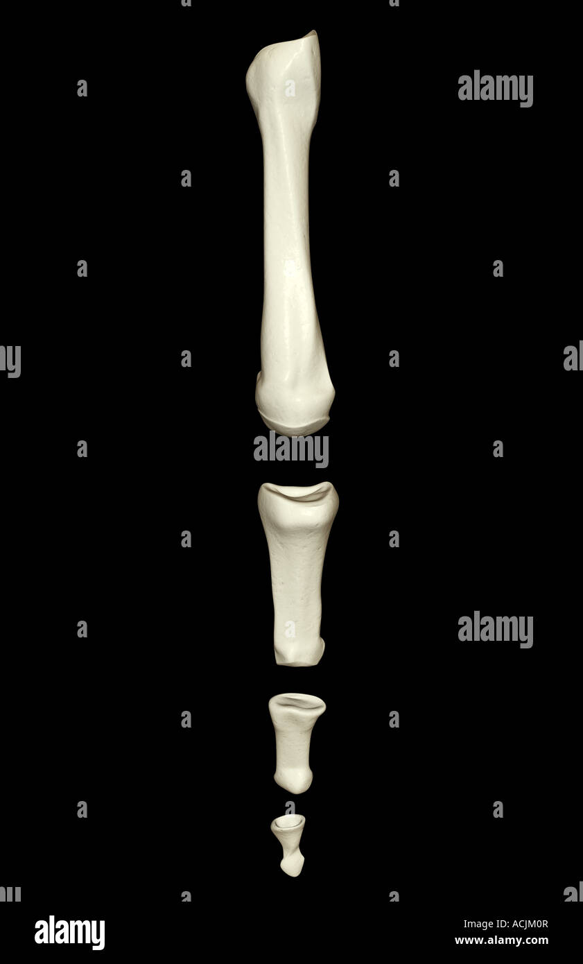 The bones of the finger Stock Photo - Alamy