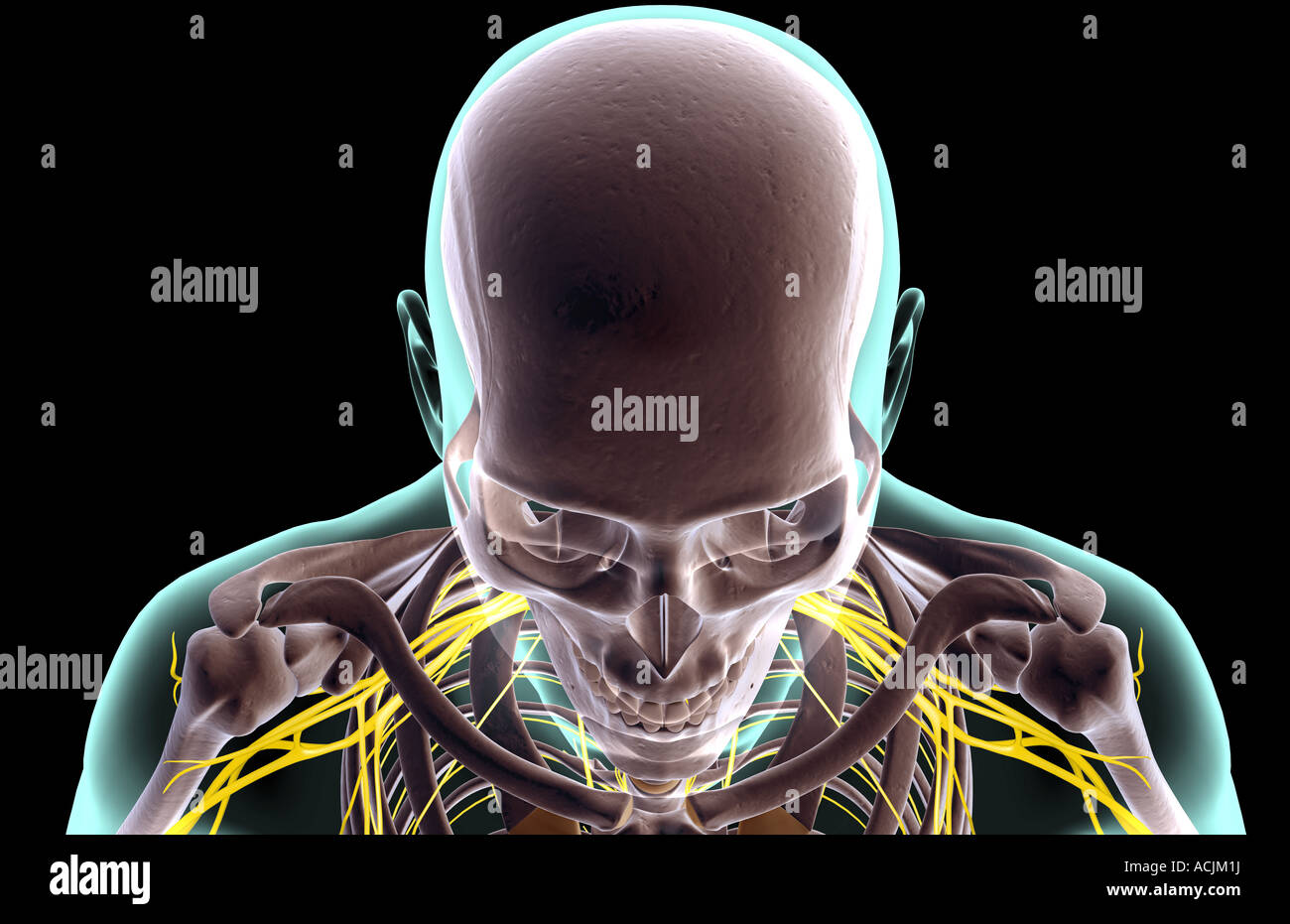 Brachial hi-res stock photography and images - Alamy