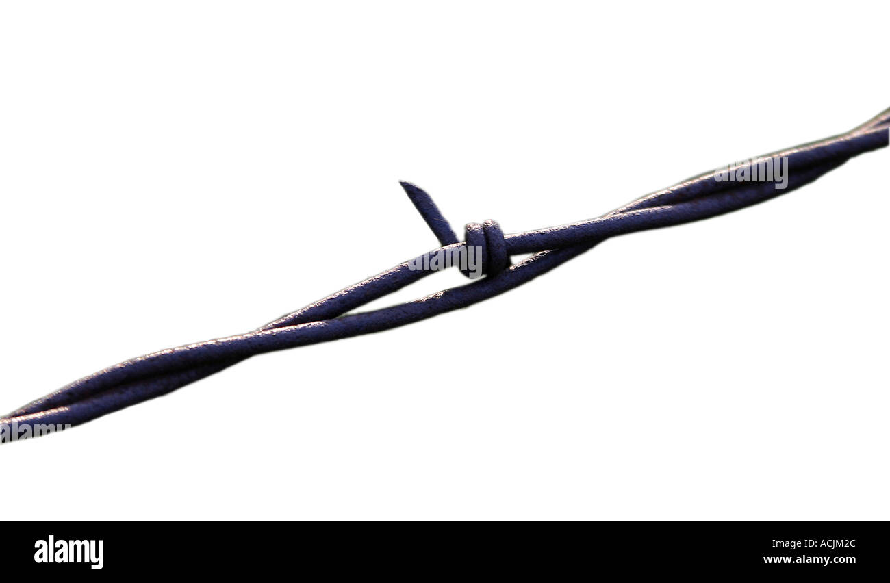 Barbed wire isolated on white showing one barb Stock Photo - Alamy