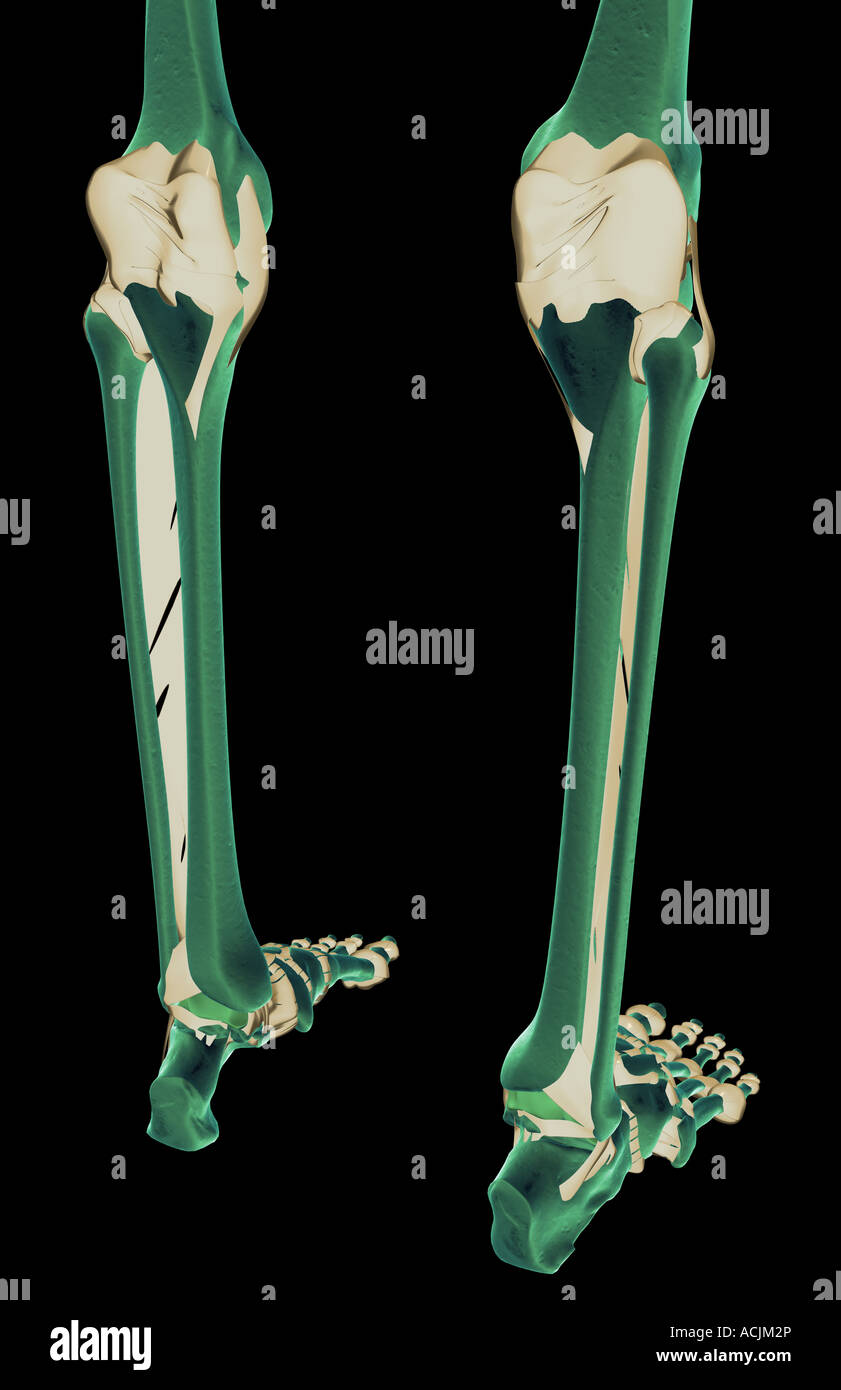 The ligaments of the leg Stock Photo - Alamy