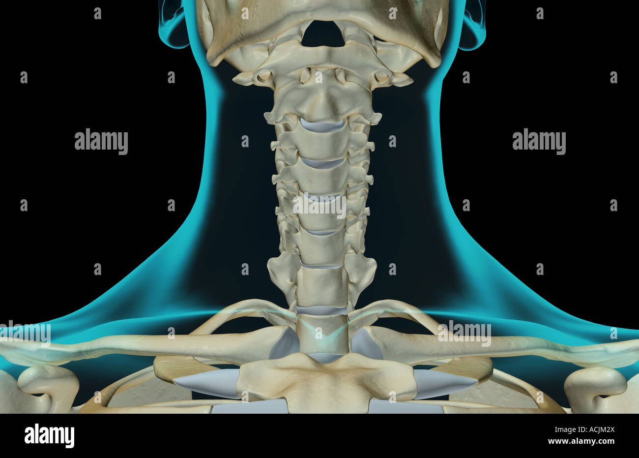 The bones of the neck Stock Photo - Alamy