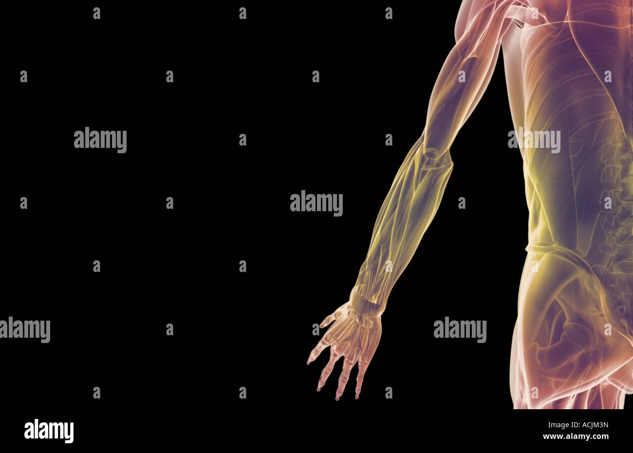 The muscles of the upper limb Stock Photo - Alamy