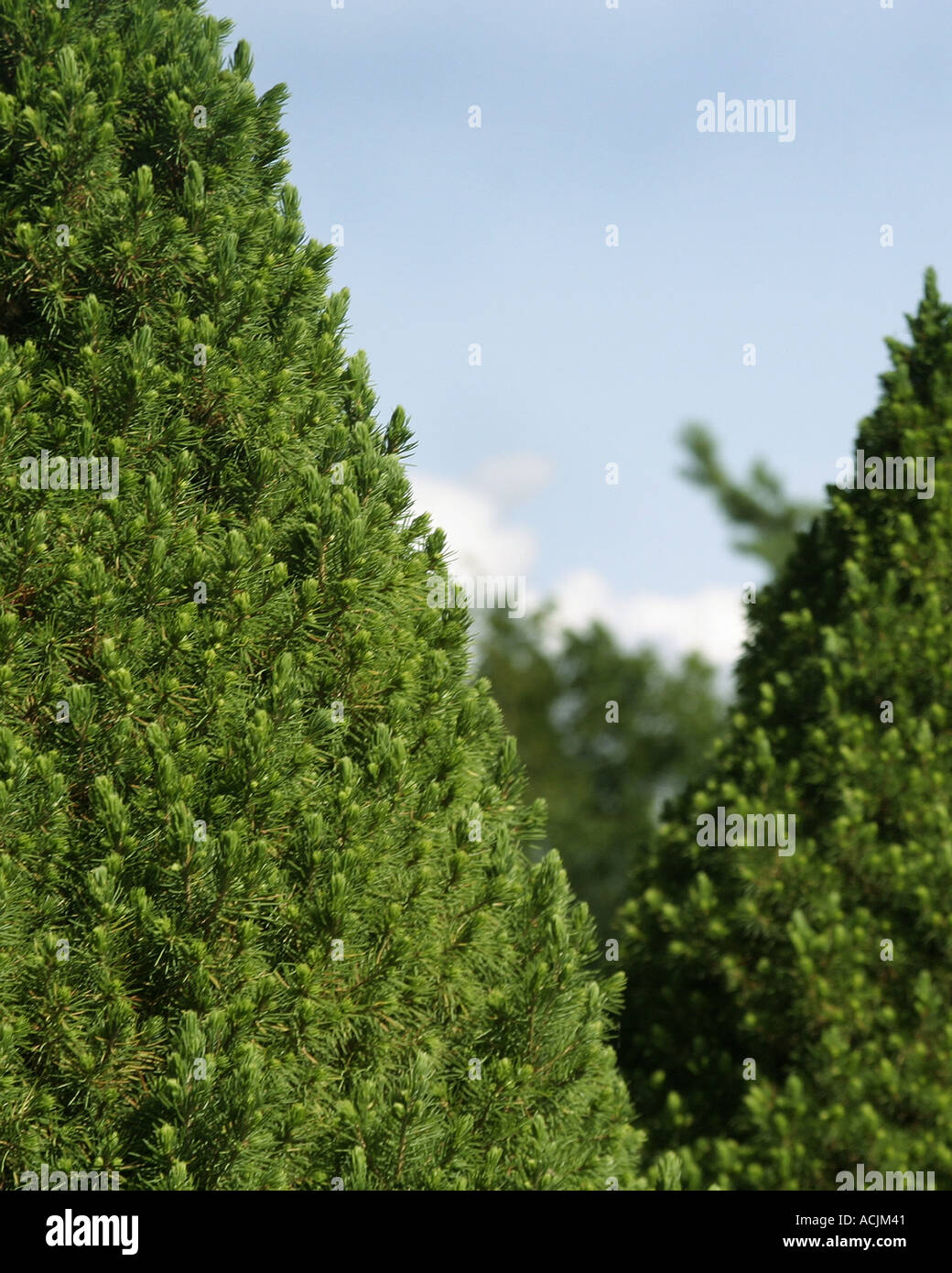Green hedge of evergreen trees texture Stock Photo - Alamy