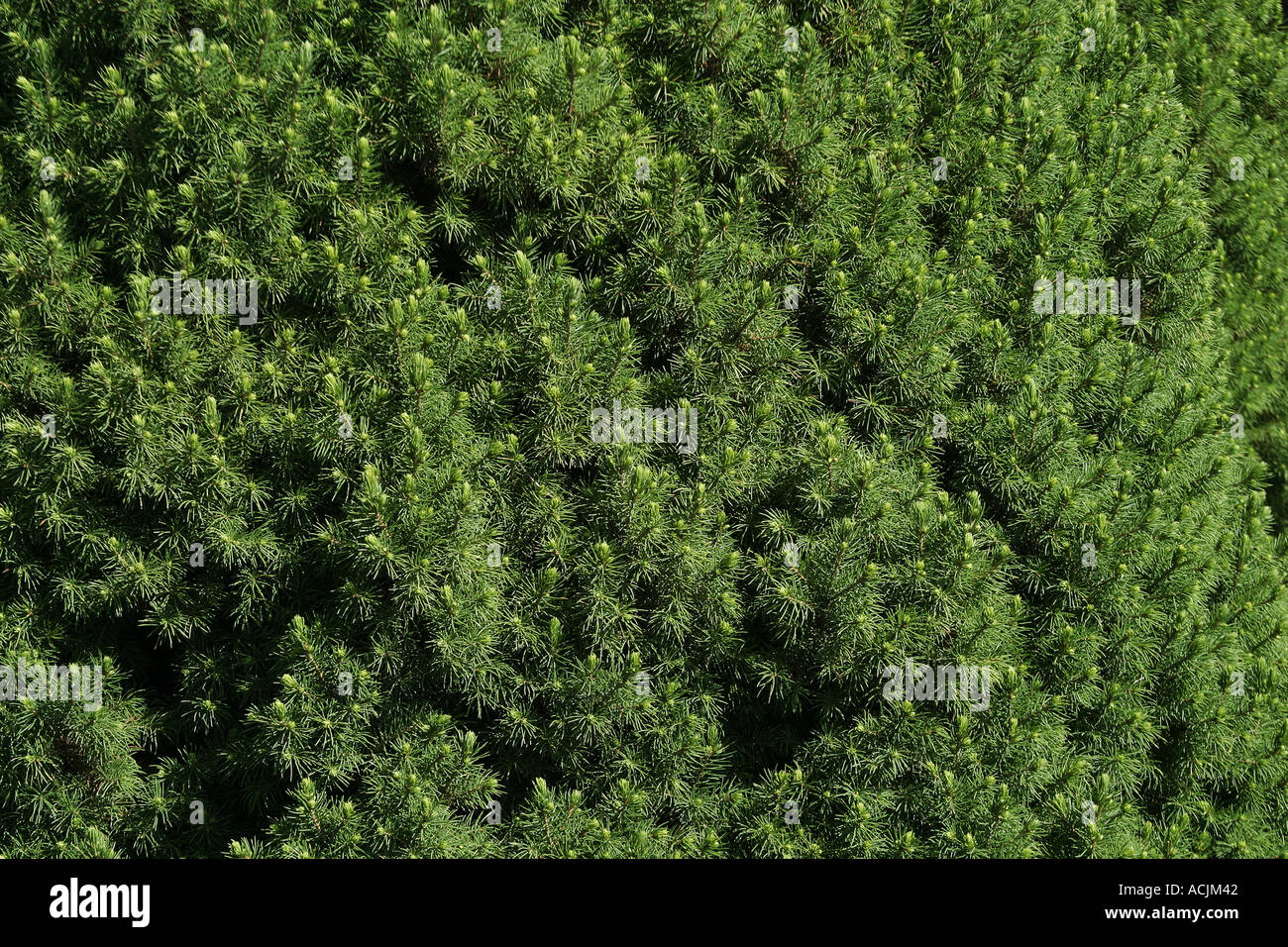 Green hedge of evergreen trees texture Stock Photo - Alamy