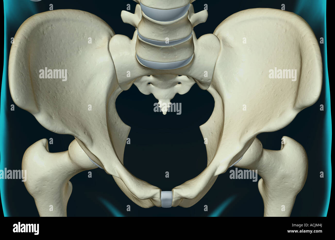 The bones of the pelvis Stock Photo - Alamy