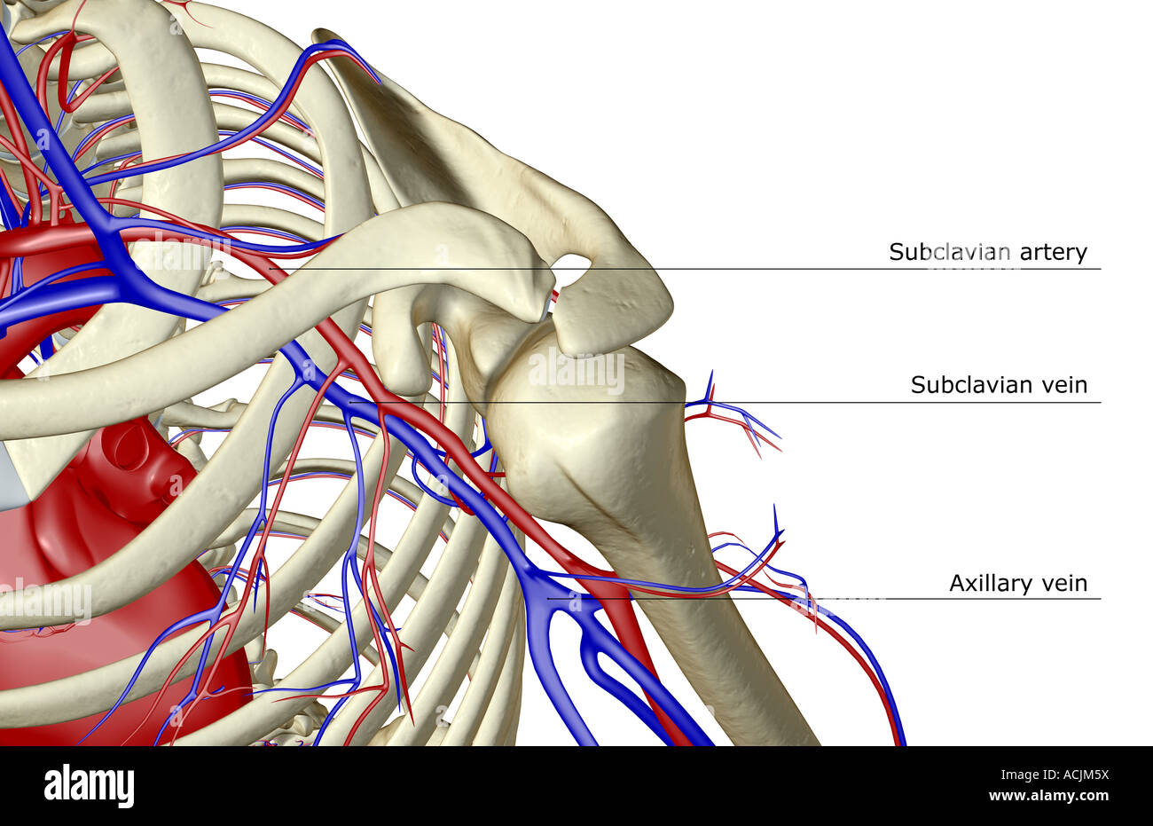 The blood supply of the shoulder Stock Photo - Alamy
