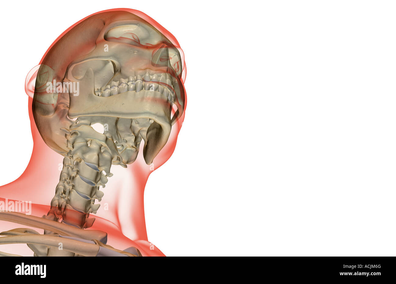 Front view head neck bones hi-res stock photography and images - Alamy