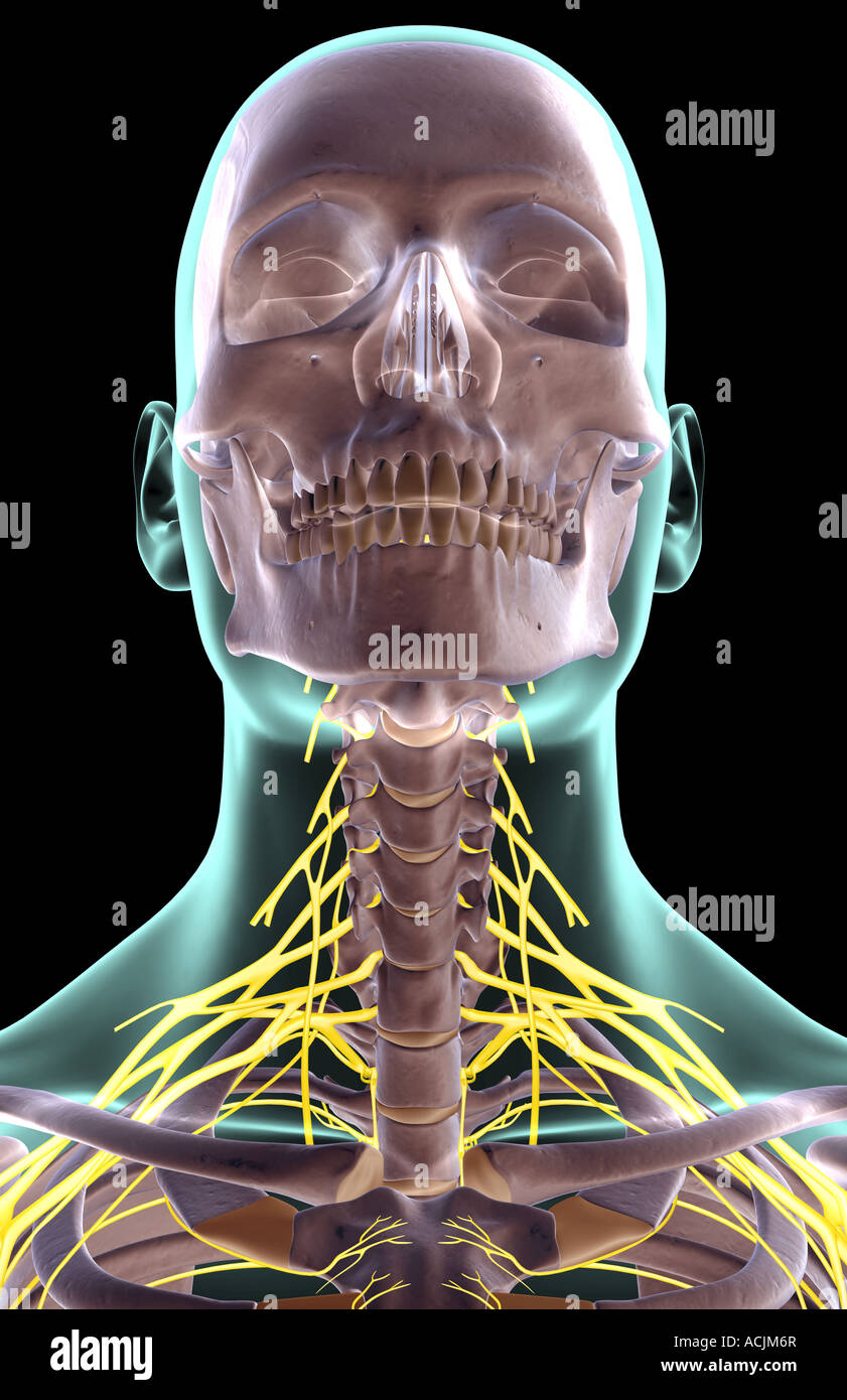 The nerves of the neck Stock Photo - Alamy