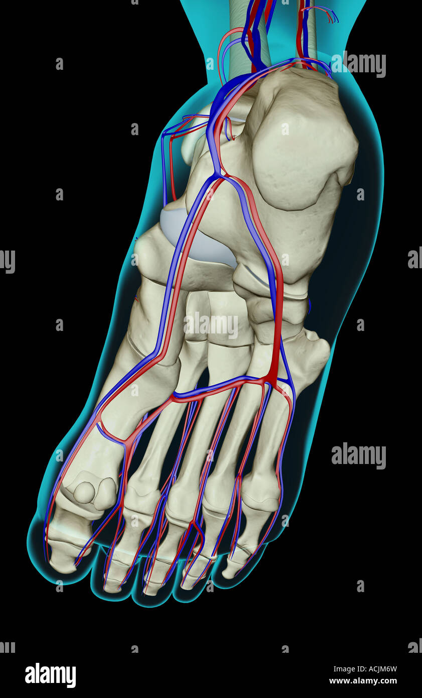 Plantar arch hi-res stock photography and images - Alamy