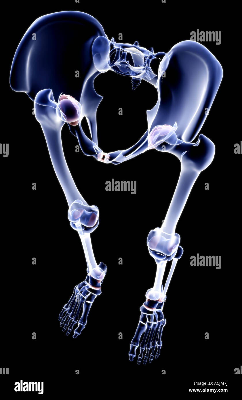 The bones of the lower body Stock Photo - Alamy