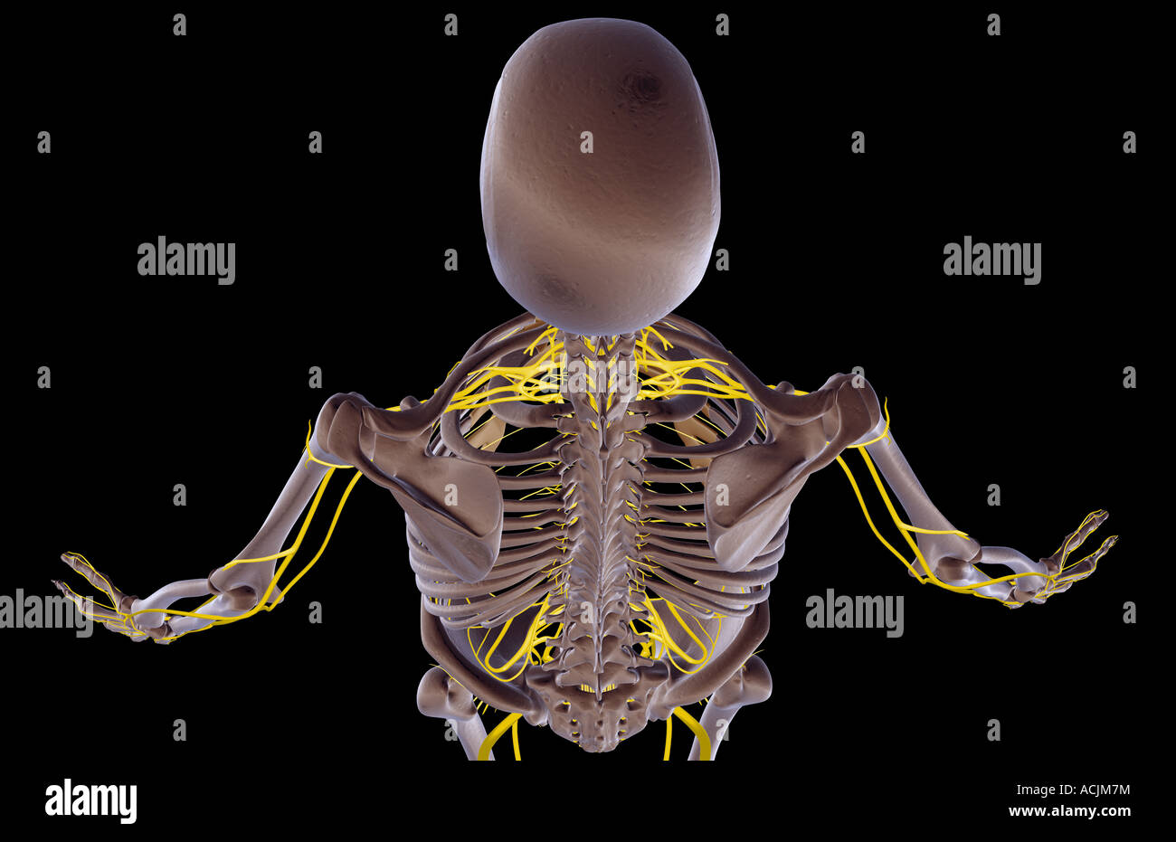 The nerves of the head and shoulder Stock Photo - Alamy