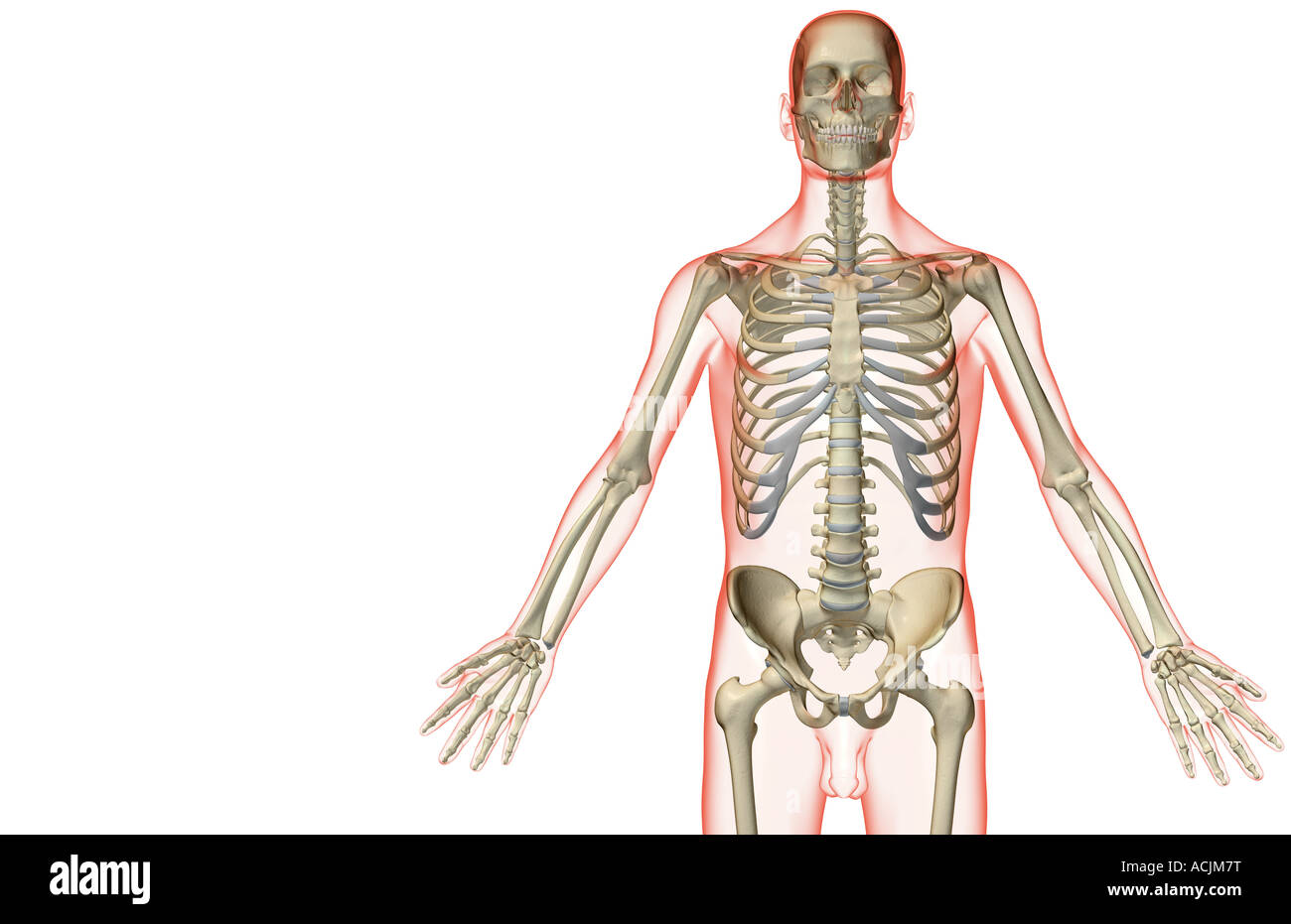 Chest bones Cut Out Stock Images & Pictures - Alamy