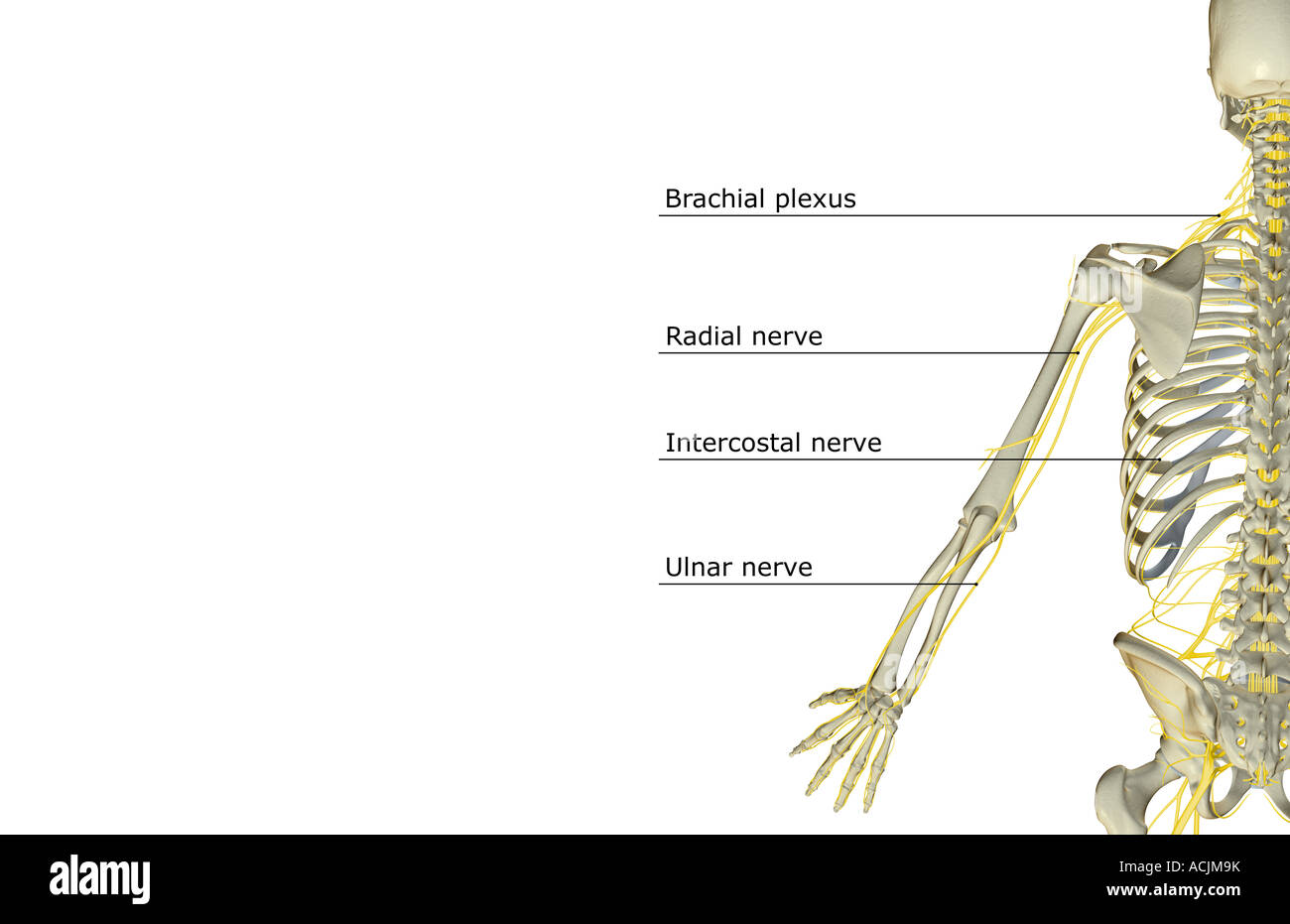 Upper Limb Nerves