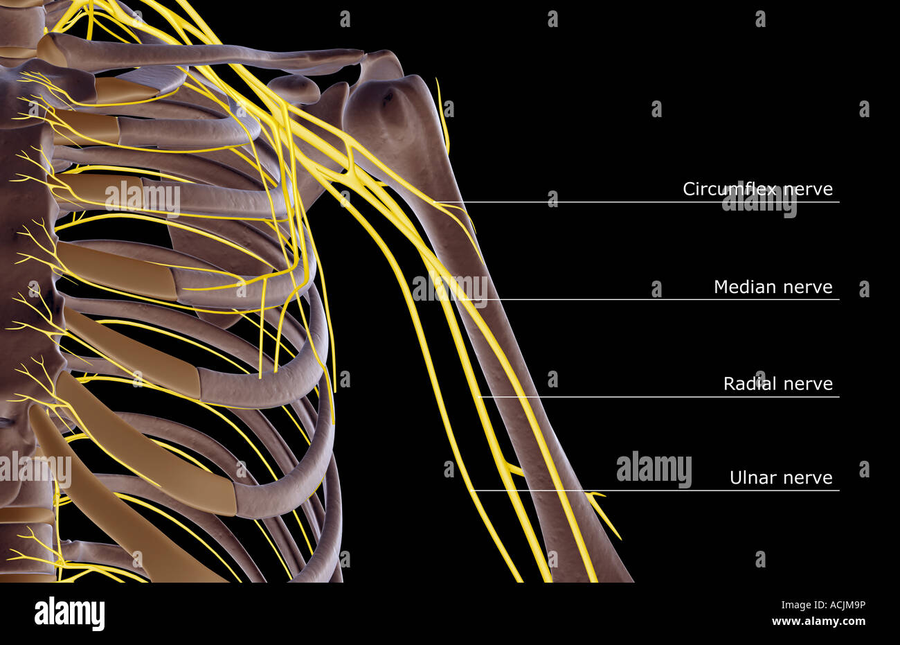 Axillary nerve shoulder hi-res stock photography and images - Alamy