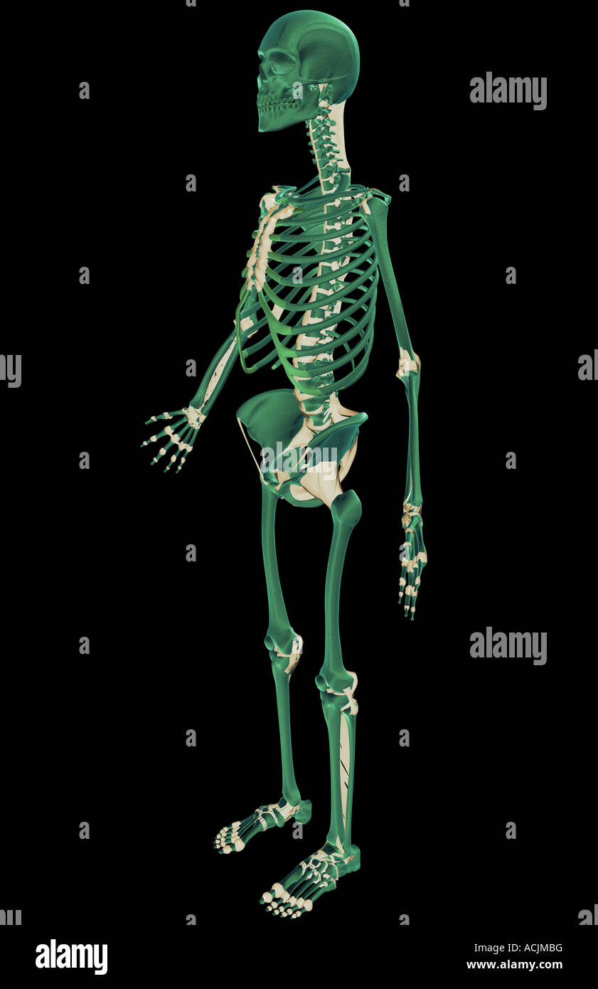 The ligamentous system Stock Photo - Alamy