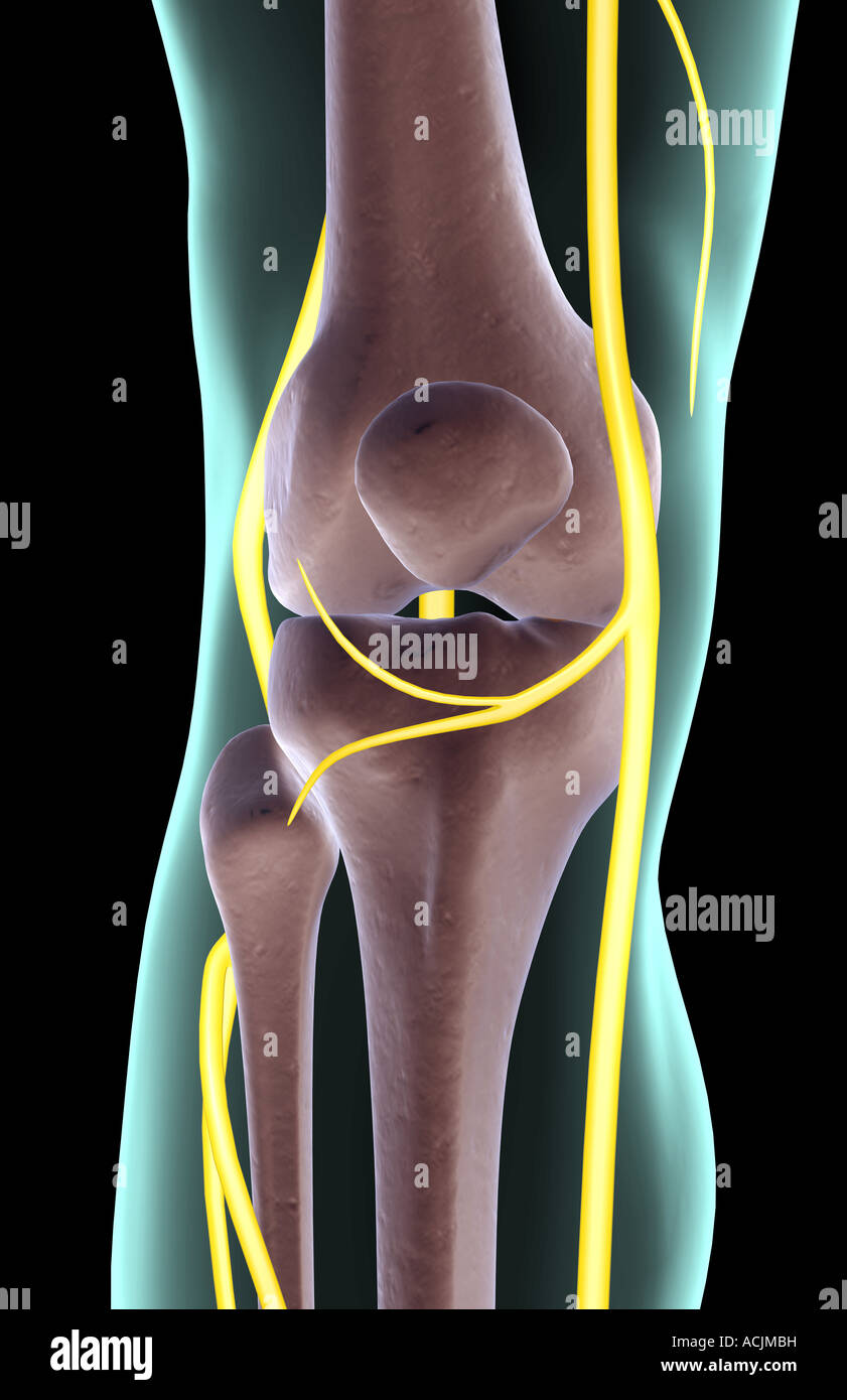The nerves of the knee Stock Photo - Alamy