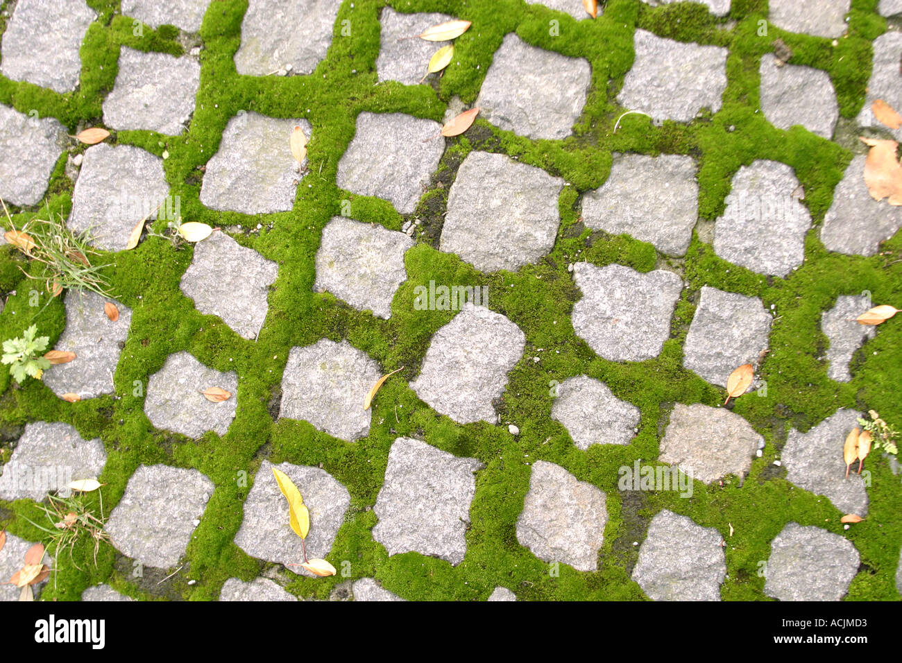 Cobblestone texture image with grass growing Stock Photo - Alamy