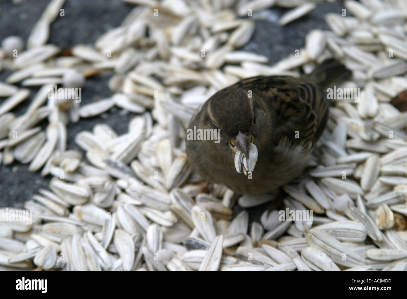 Bird eating in a bed of seeds Stock Photo - Alamy